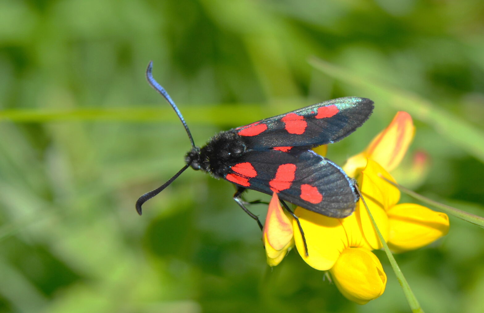Our wildflower-rich hay meadow - Hazel Hill Wood